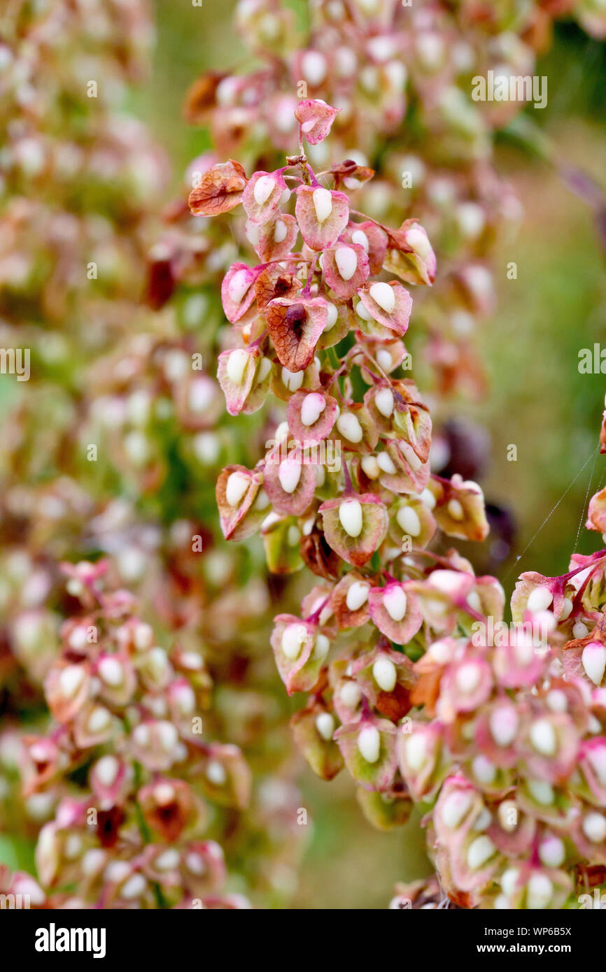 Curled Dock (rumex crispus), close up showing details of the seeds or ...
