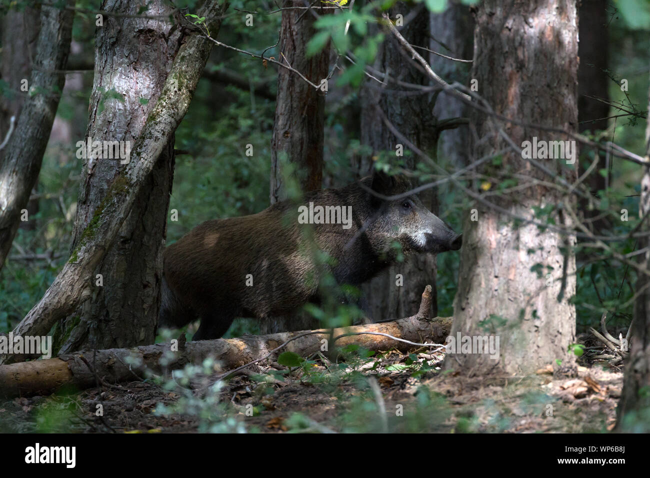 Boar tree hi-res stock photography and images - Alamy
