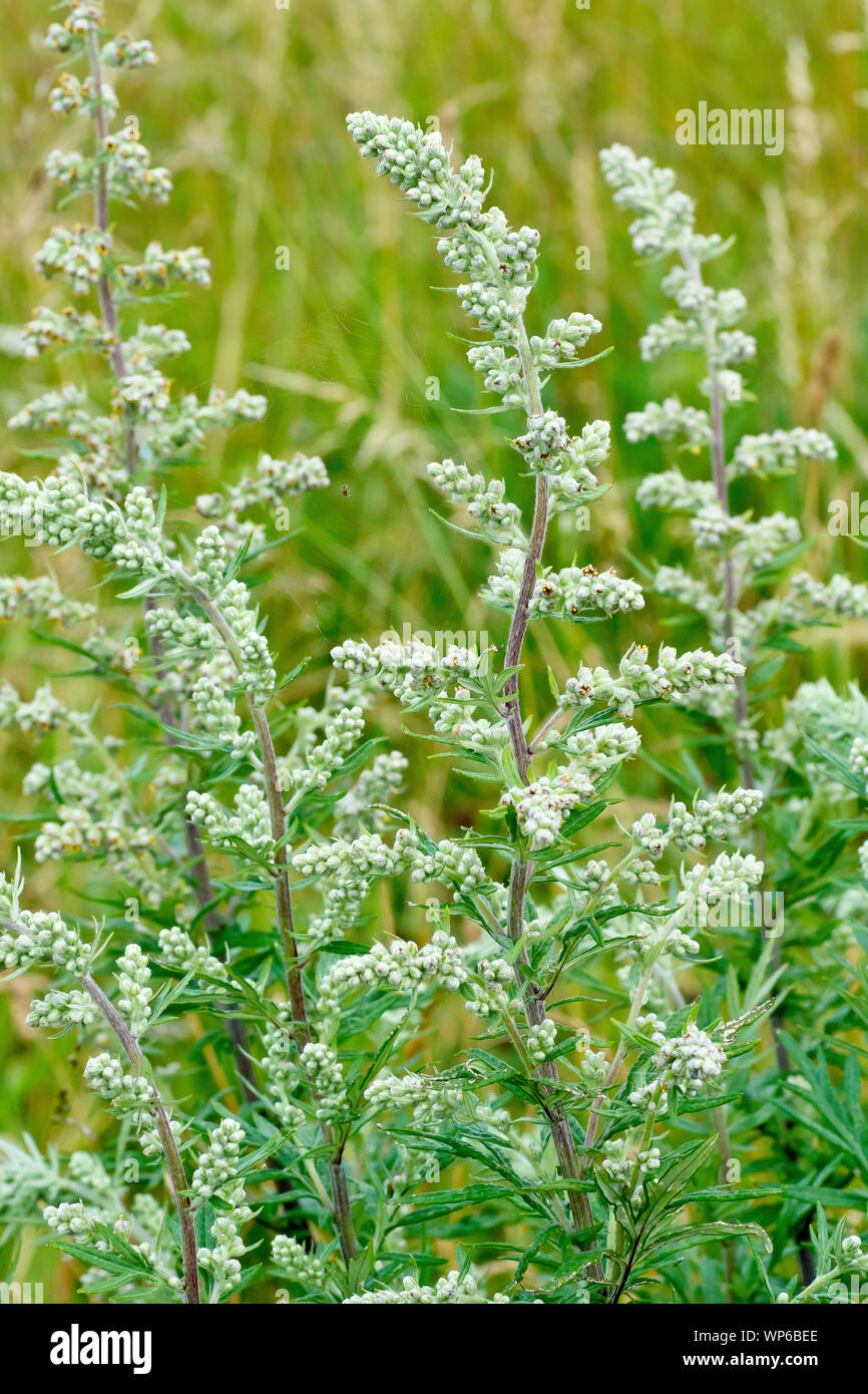 artemisia-vulgaris-200-mugwort-seeds-artemisia-vulgaris