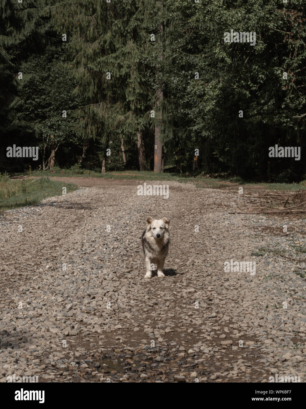 Big dog face side hi-res stock photography and images - Alamy