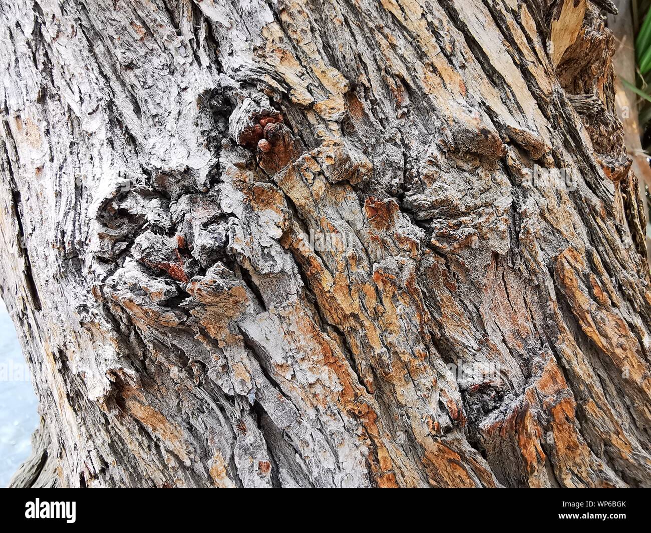 Magnified image hi-res stock photography and images - Alamy