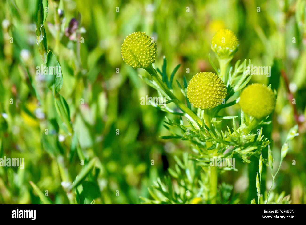 Pineappleweed or Pineapple Mayweed (matricaria matricarioides or ...