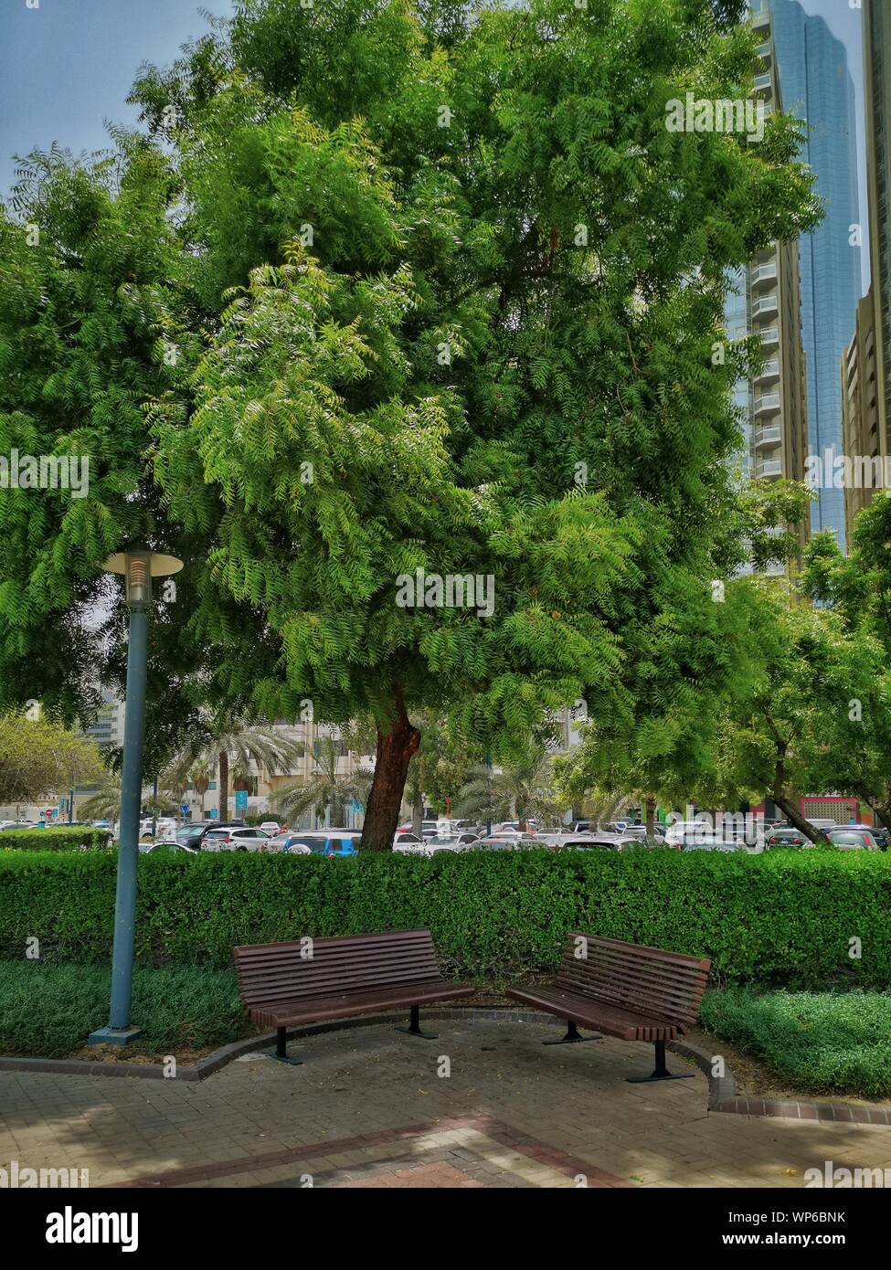 tree lamp shade pair of bench Stock Photo - Alamy