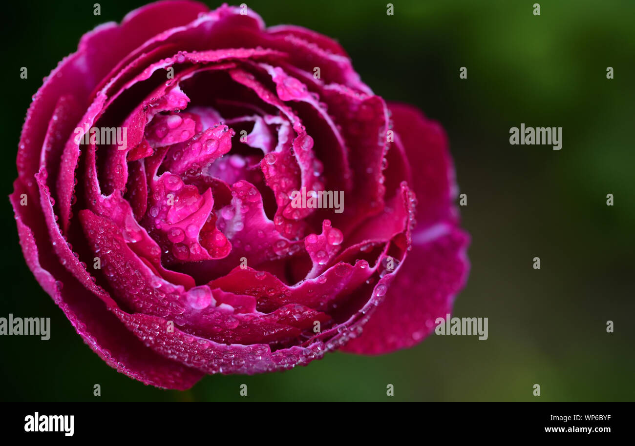red rose with drops of water isolated as close-up against green ...