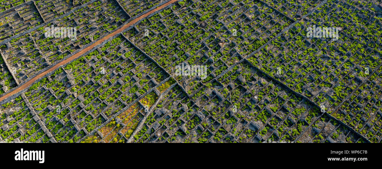 Aerial image showing typical vineyard culture (viticulture) landscape ...