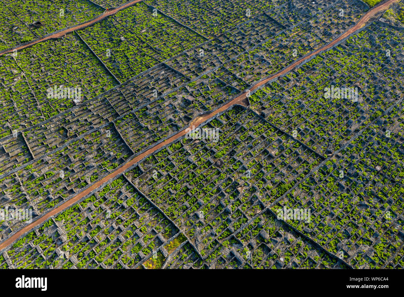 Aerial image showing typical vineyard culture (viticulture) landscape ...