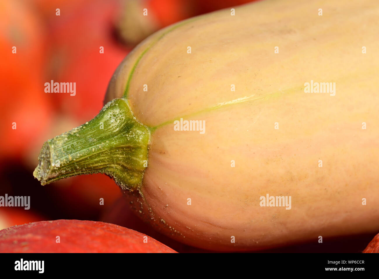 Closeup and close-up of a butternut gourd as a background Stock Photo ...
