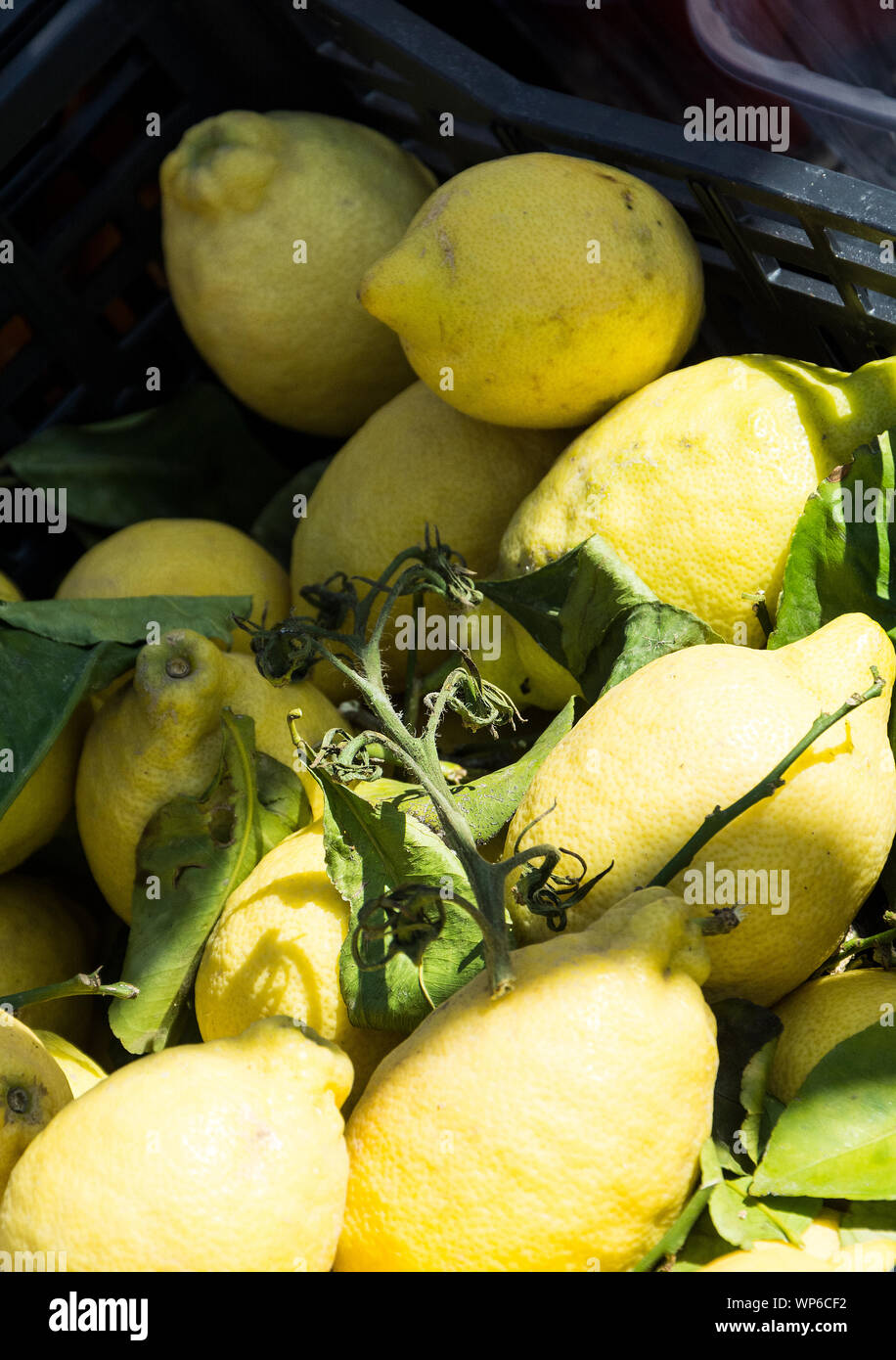 Citrus fruit selection at the market Stock Photo - Alamy