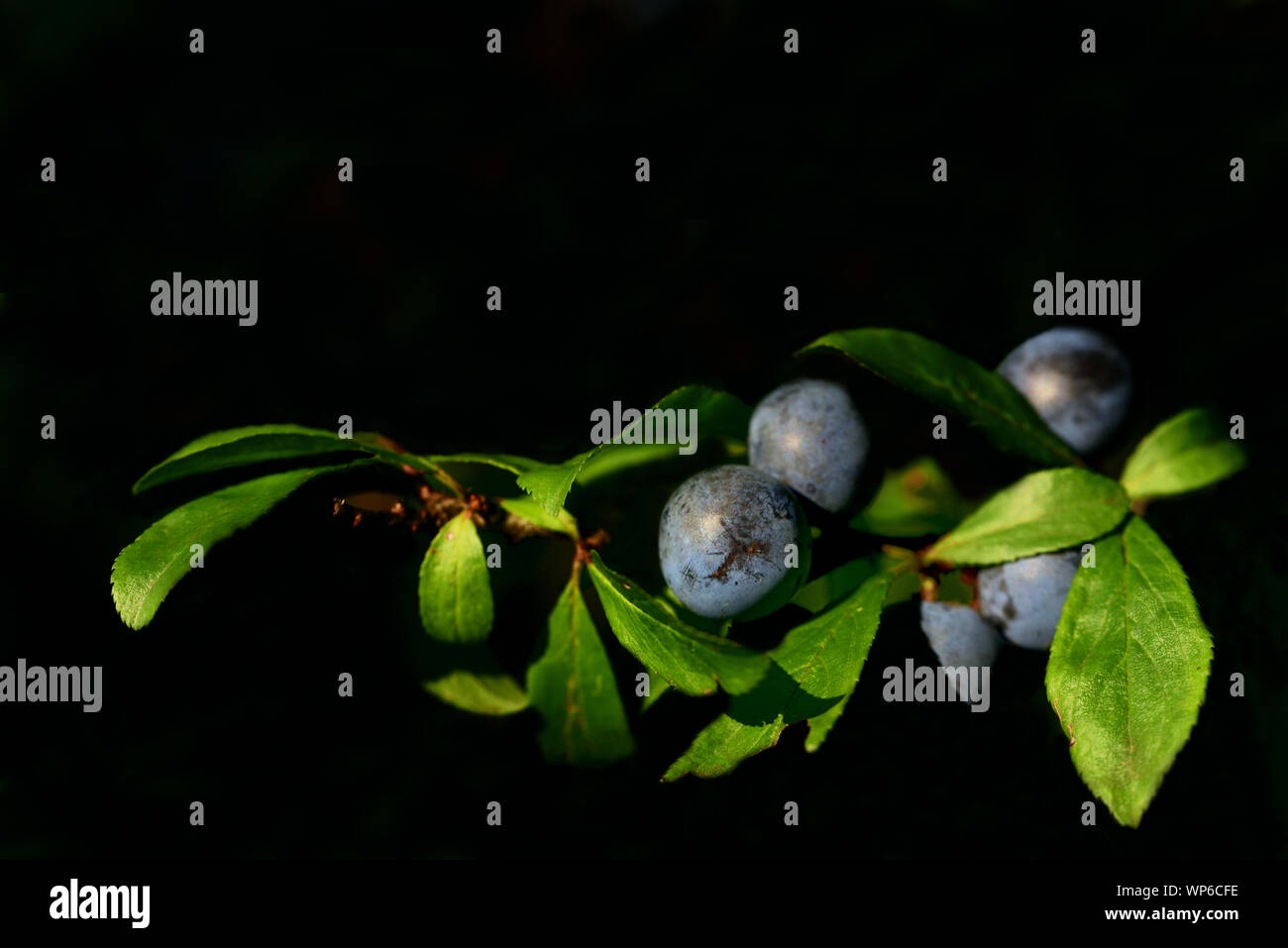 Sloe tree hi-res stock photography and images - Alamy