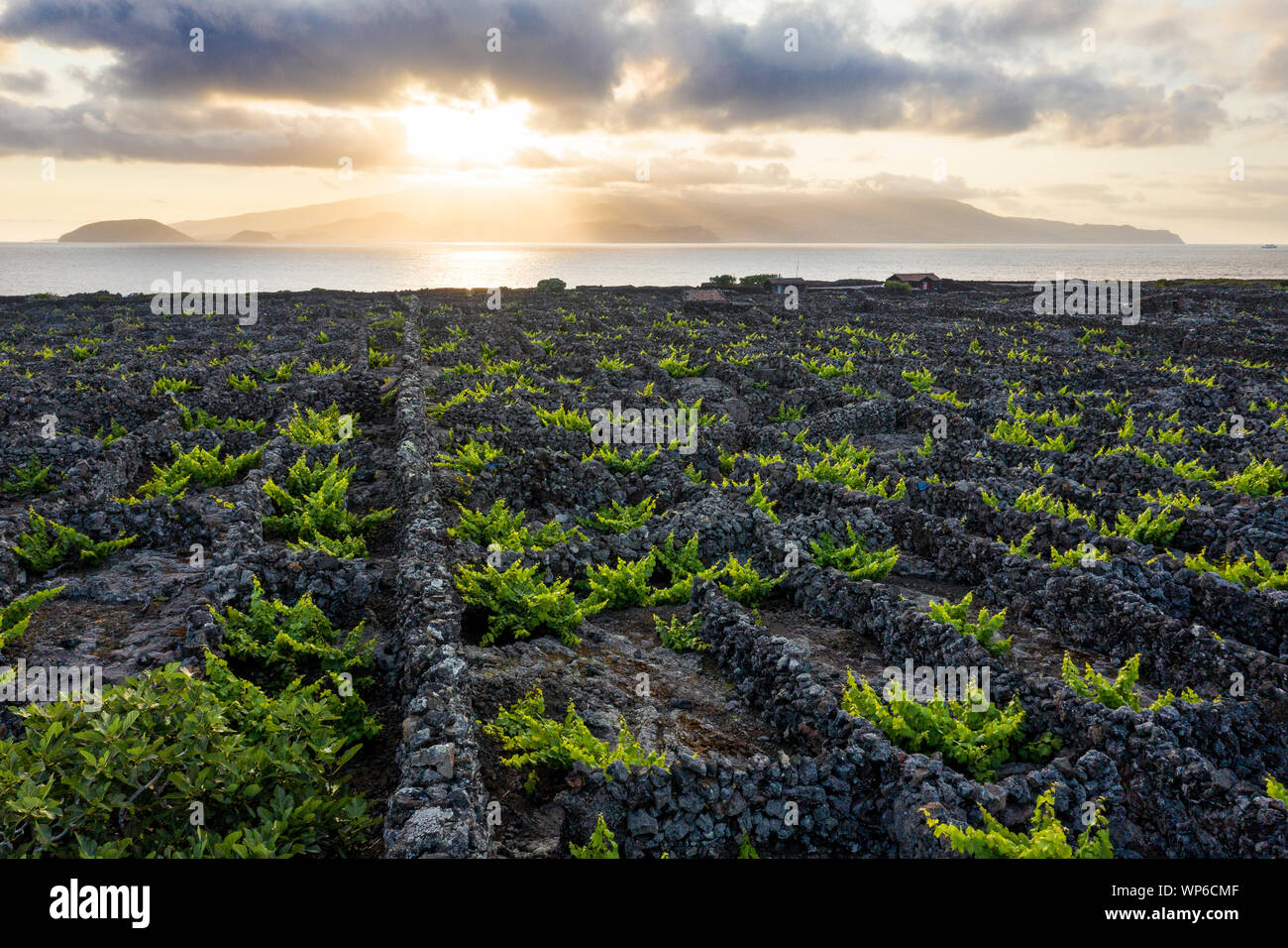 Aerial image showing a beautiful sunset over the typical vineyard ...