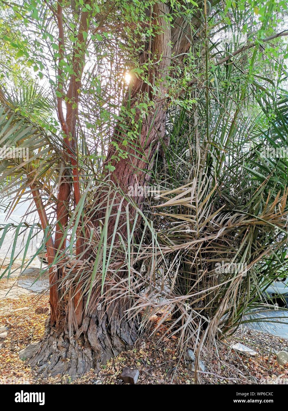 scary dry bushes and tree trunk Stock Photo - Alamy