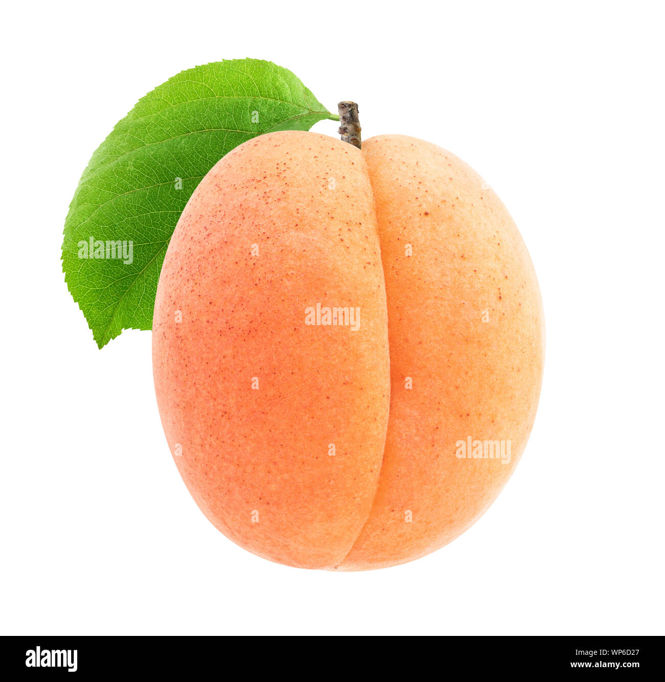 Isolated apricot. One fresh apricot fruit with leaf isolated on white ...