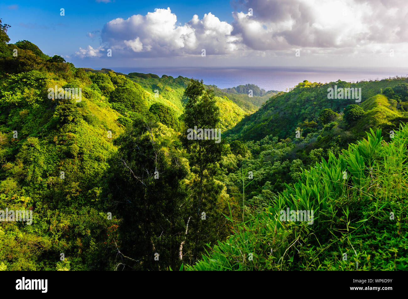 Lush vegetation on tropical hi-res stock photography and images - Alamy