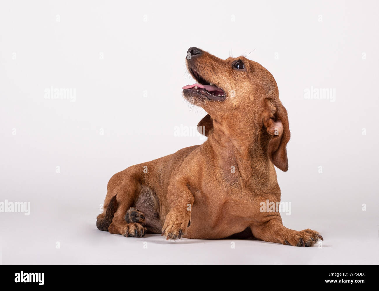 teckel breed dog sitting on the floor and looking up on a white ...