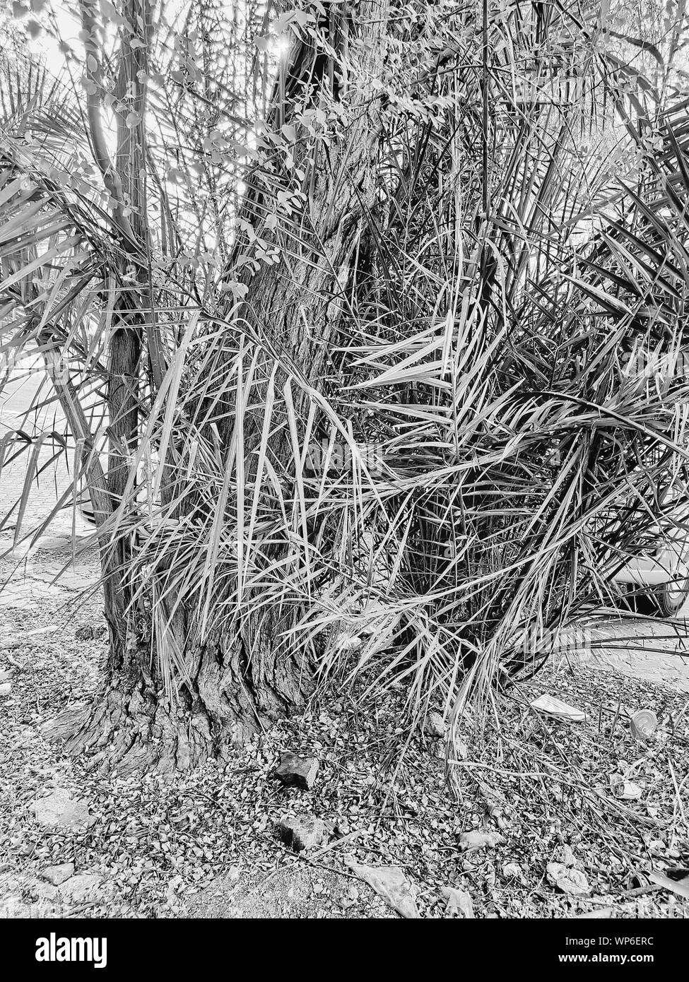 SCARY IMAGE OF TREE TRUNK SCATTERED BRANCHES TRUNK BUSHES AND HORROR ...