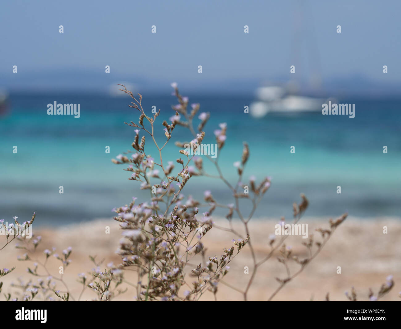 Hawaii flower sea hi-res stock photography and images - Alamy