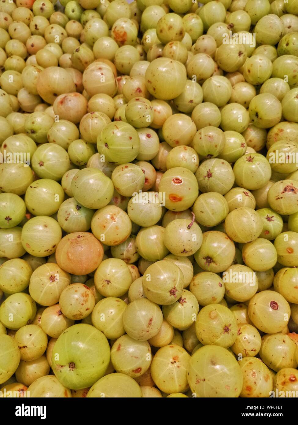 Amla farming hi-res stock photography and images - Alamy