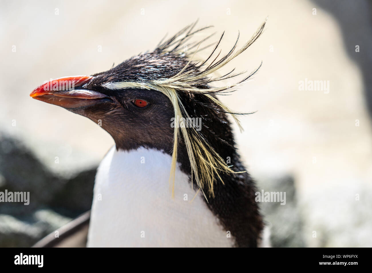 Northern rockhopper penguin, Moseleys rockhopper penguin, or Moseleys ...