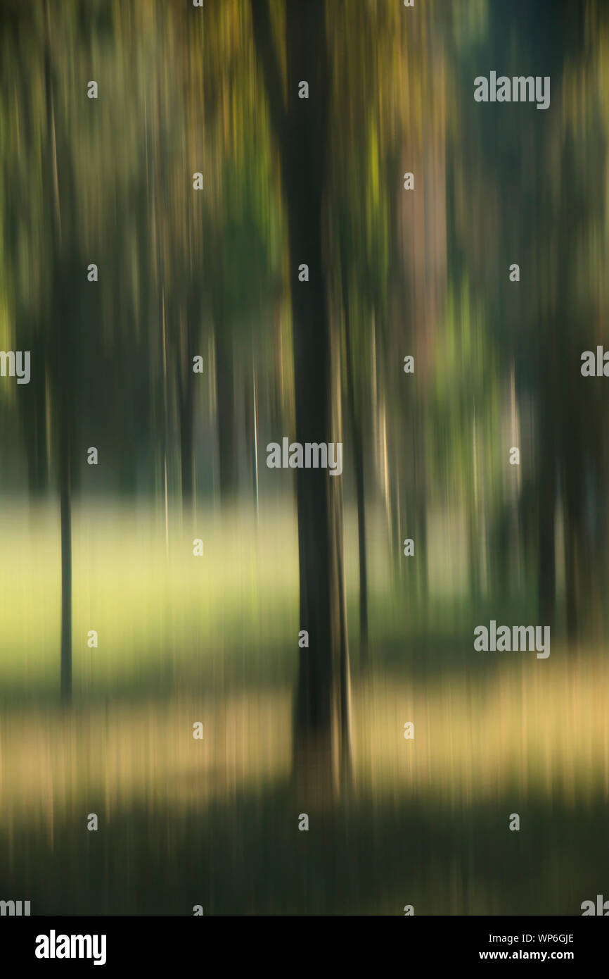 Blurry smooth trees in the woods , landscape dreamlike detail Stock ...