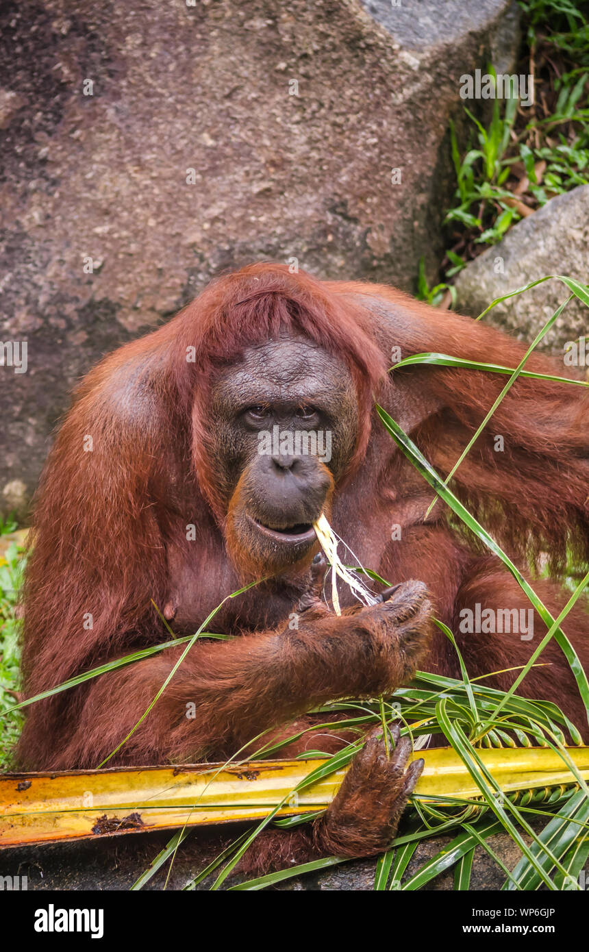 Sumatra orang utan sitting hi-res stock photography and images - Alamy
