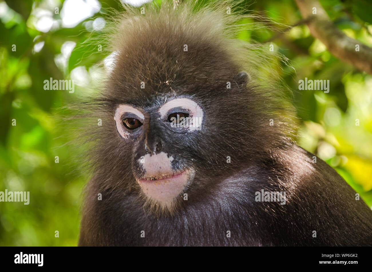 Young dusky leaf monkey or spectacled leaf monkey in the forest ...