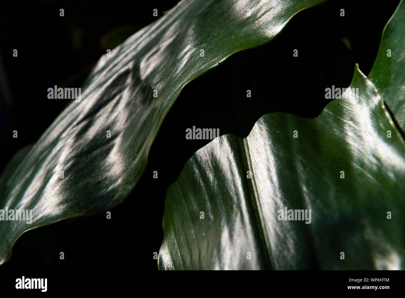 beautiful details of green vegetation and plants in the forests of the ...