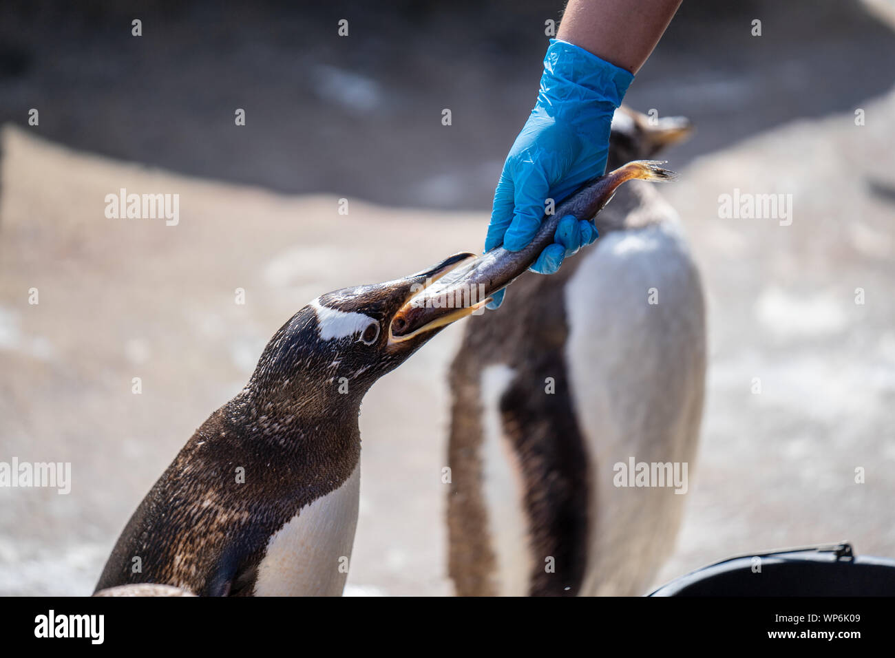 The woman feeds penguins.The gentoo penguin Pygoscelis papua is a ...