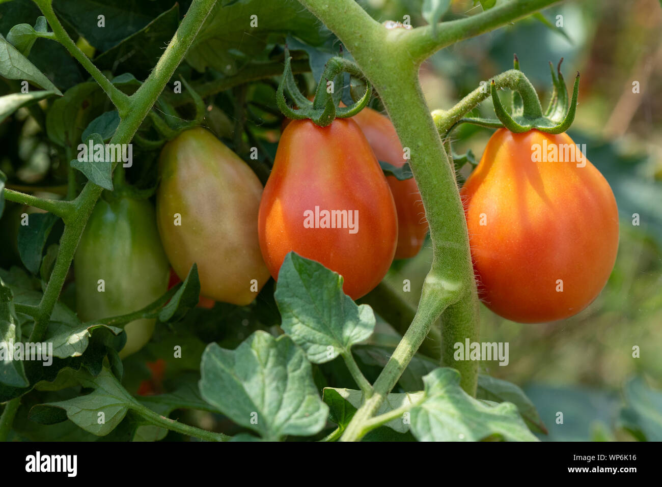 tomato plant in the garden with fruits with different ripeness, without ...