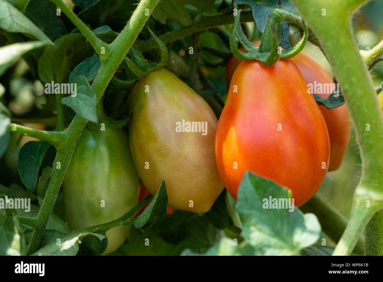 tomato plant in the garden with fruits with different ripeness, without ...