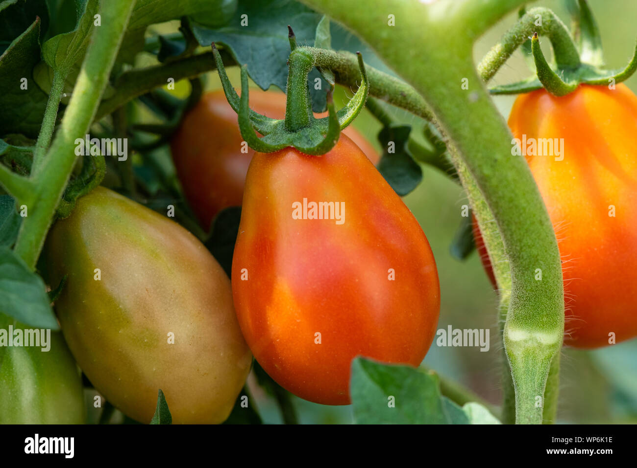 tomato plant in the garden with fruits with different ripeness, without ...