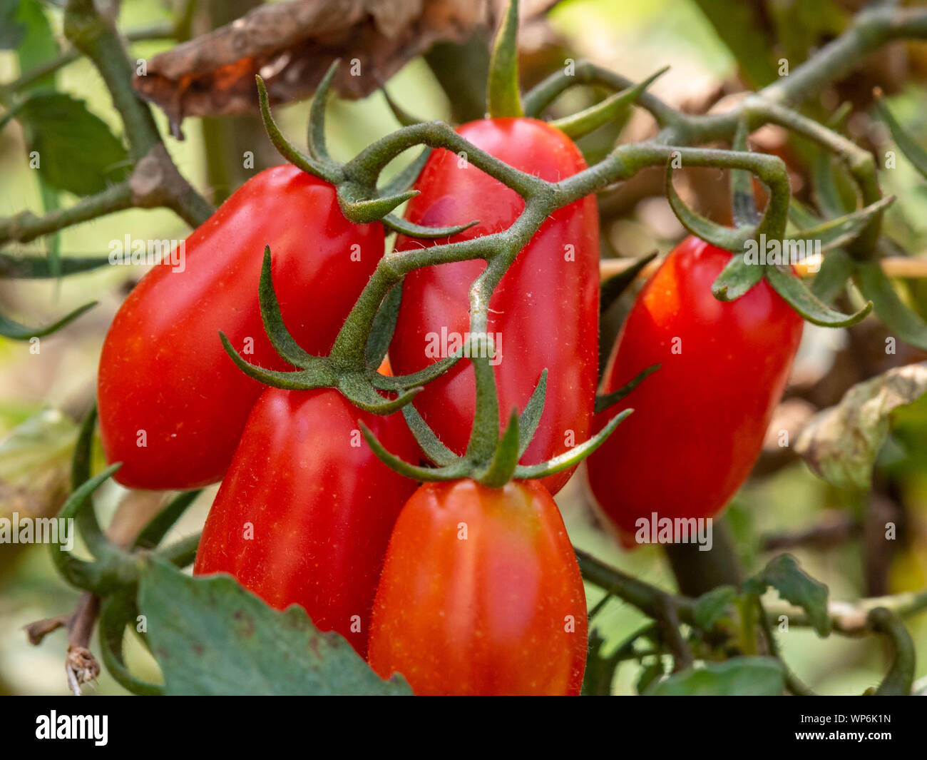 close up photo of bunch of small tomatoes in the vegetable garden ...