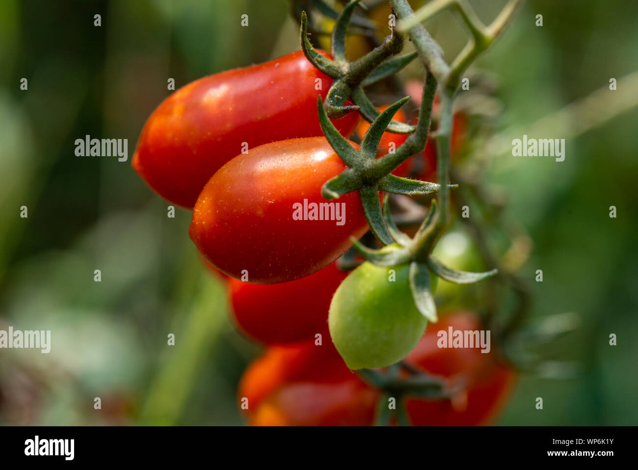 close up photo of bunch of small tomatoes in the vegetable garden on ...