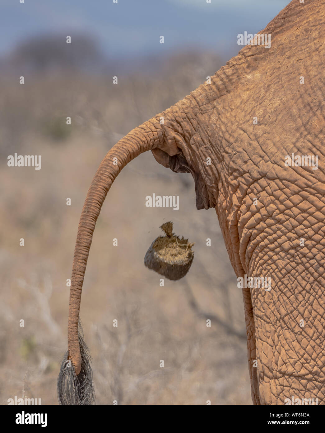 An Elephants poop Stock Photo - Alamy