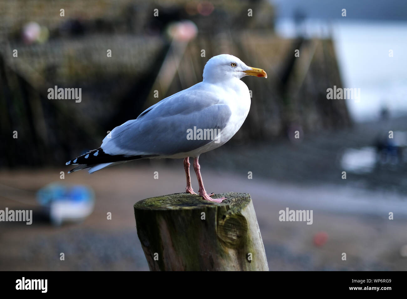 Pictured is a seagull standing on a post Stock Photo - Alamy