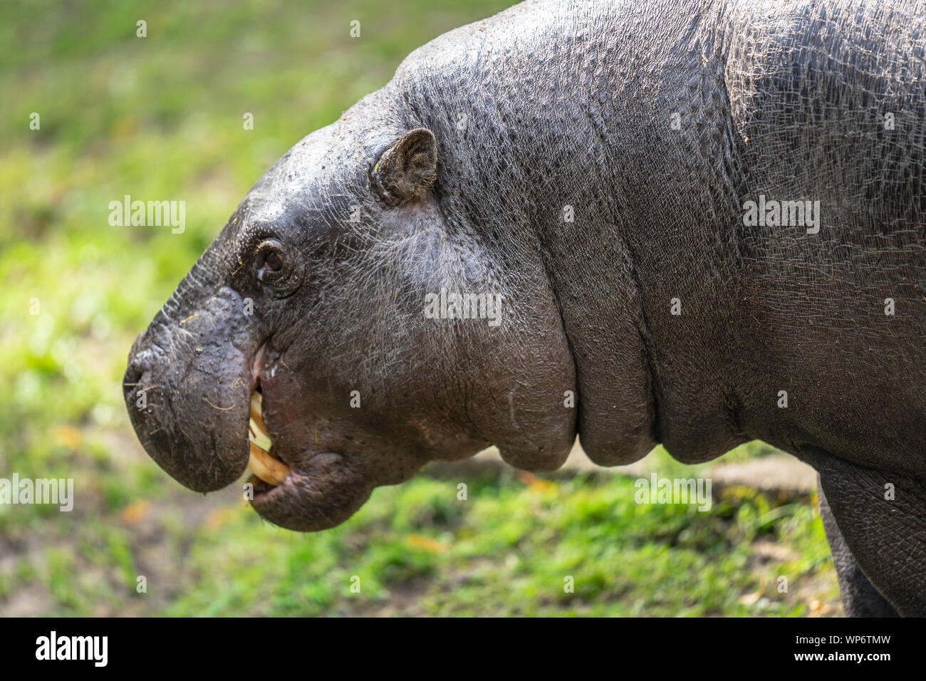 The pygmy hippopotamus, Choeropsis liberiensis or Hexaprotodon ...