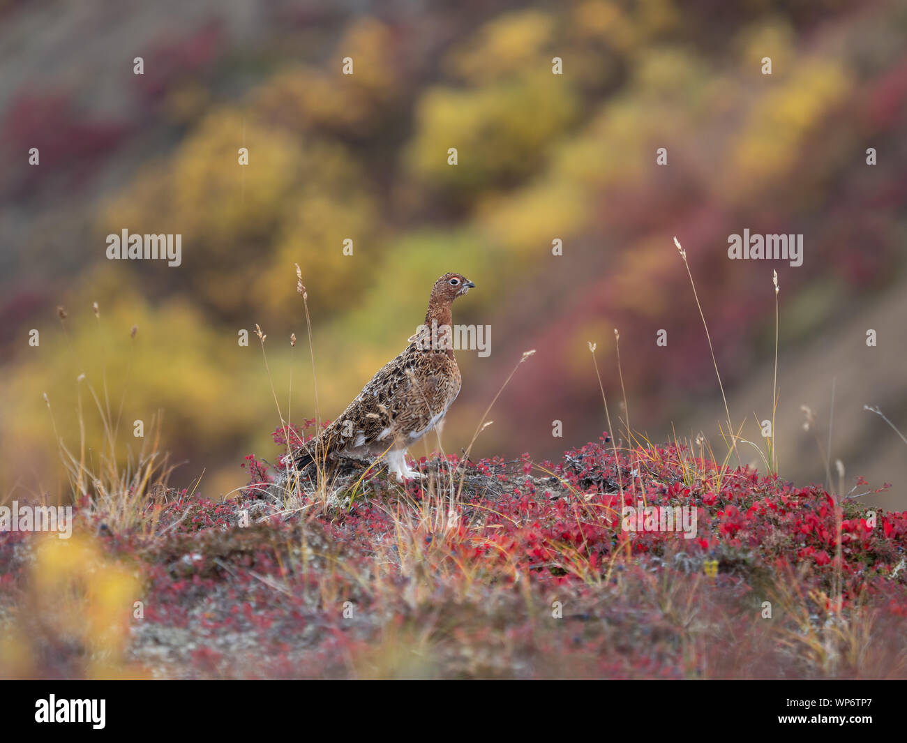 Female Willow Ptarmigan in Denali, Alaska Stock Photo - Alamy