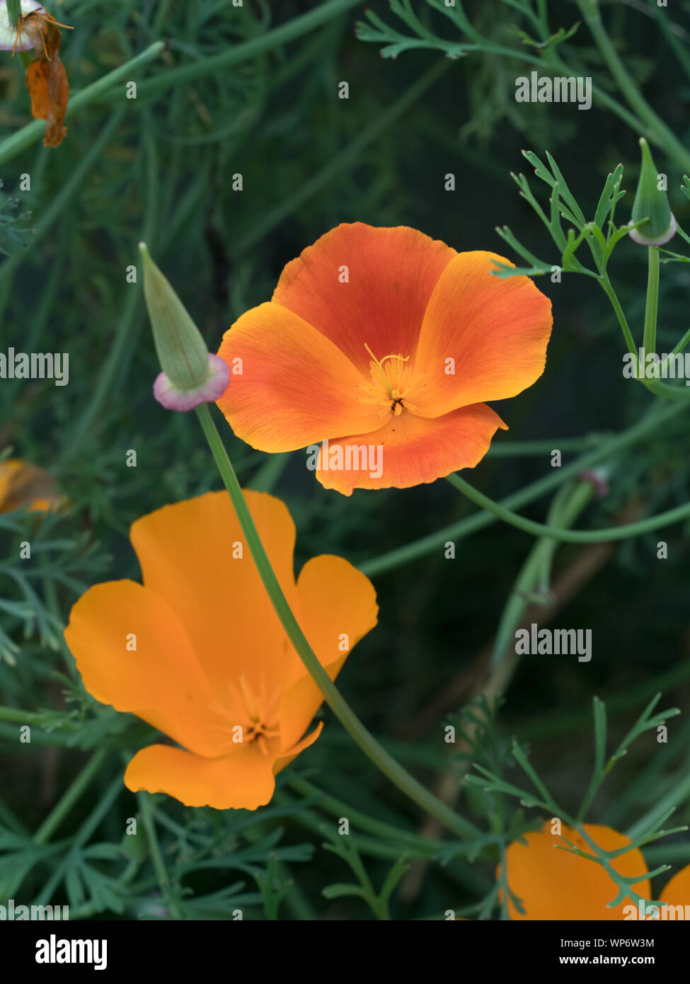 Alaska poppy hi-res stock photography and images - Alamy