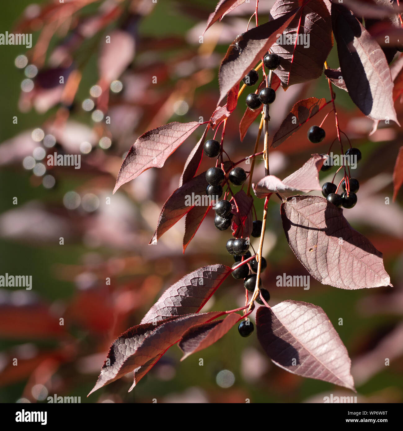 Choke cherry berries hi-res stock photography and images - Alamy