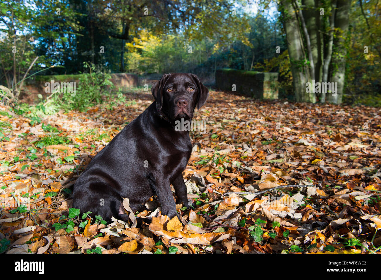 Labrador in the woods hi-res stock photography and images - Alamy