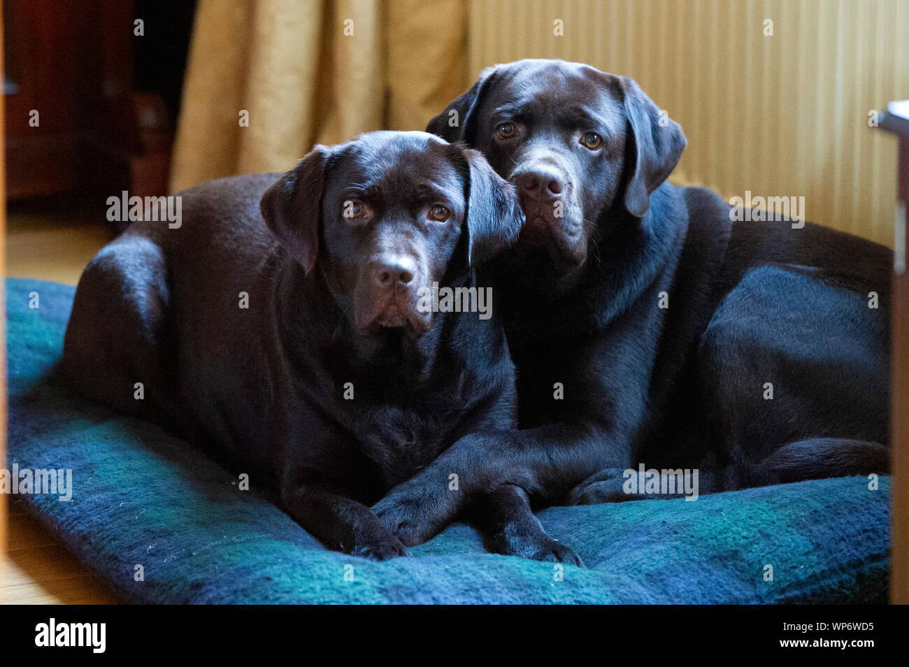 Two chocolate Labrador dogs posing together Stock Photo - Alamy