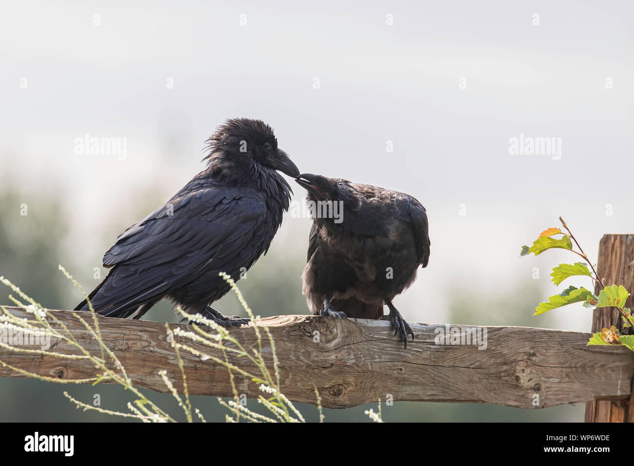 Alaska common raven bird hi-res stock photography and images - Alamy