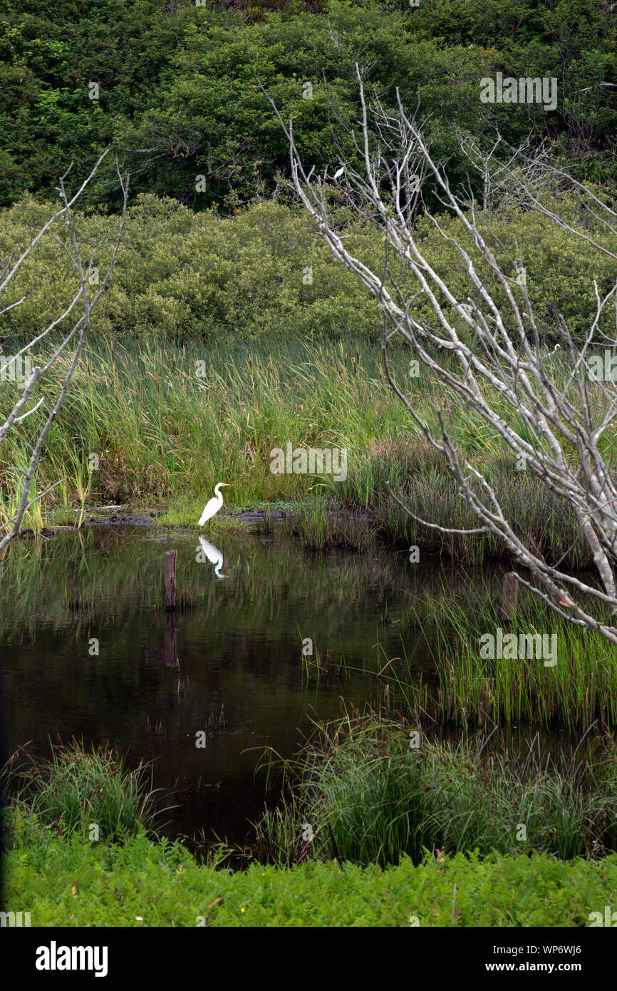 Lagoon in Northern California Stock Photo - Alamy
