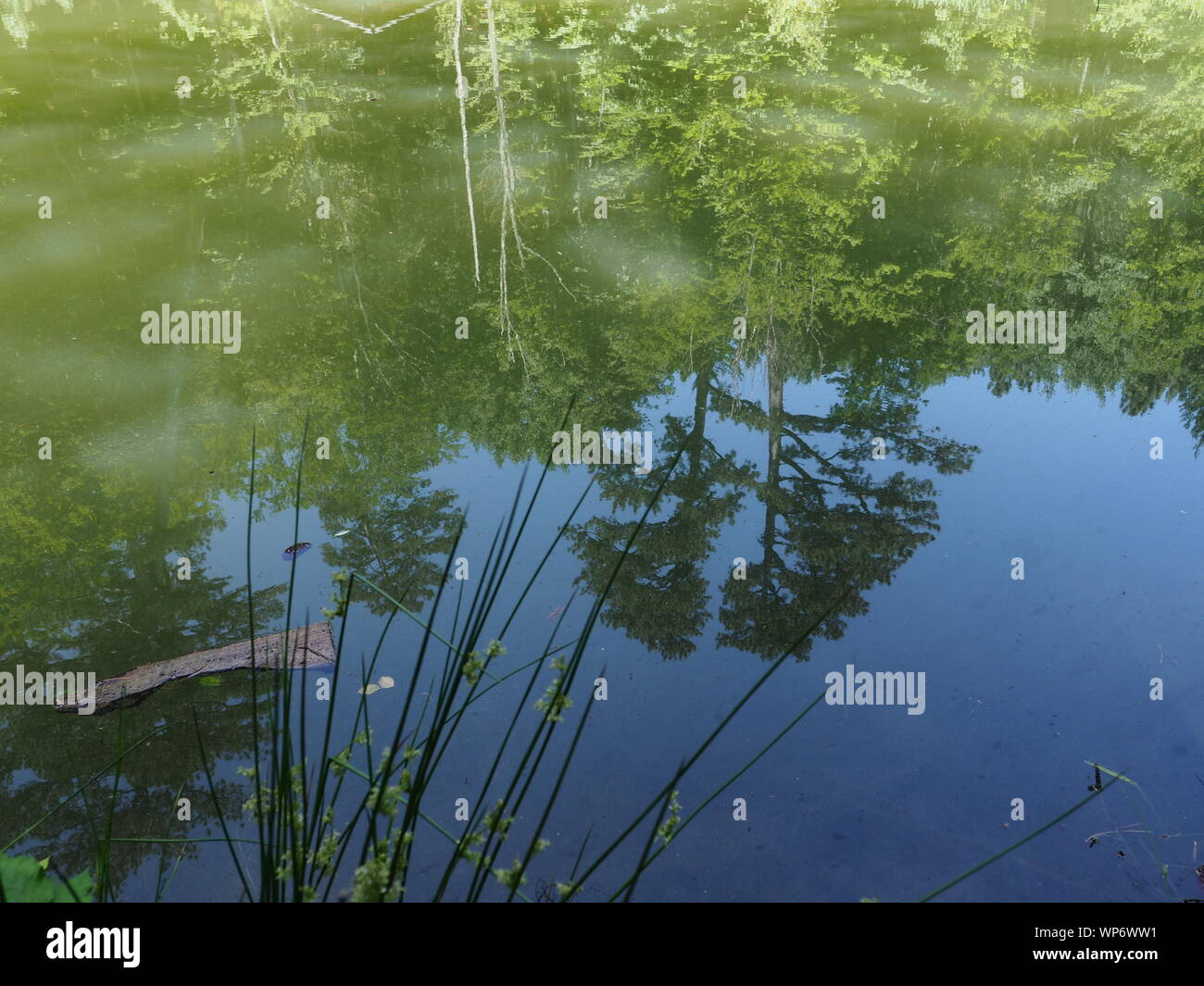 Water reflection of tree. Water reflection of blue sky and plant on the ...