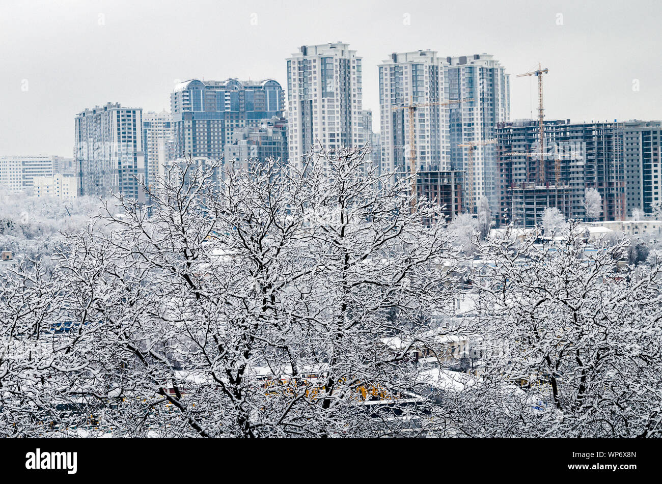 snow-white trees in the park on a winter cloudy afternoon, a beautiful ...