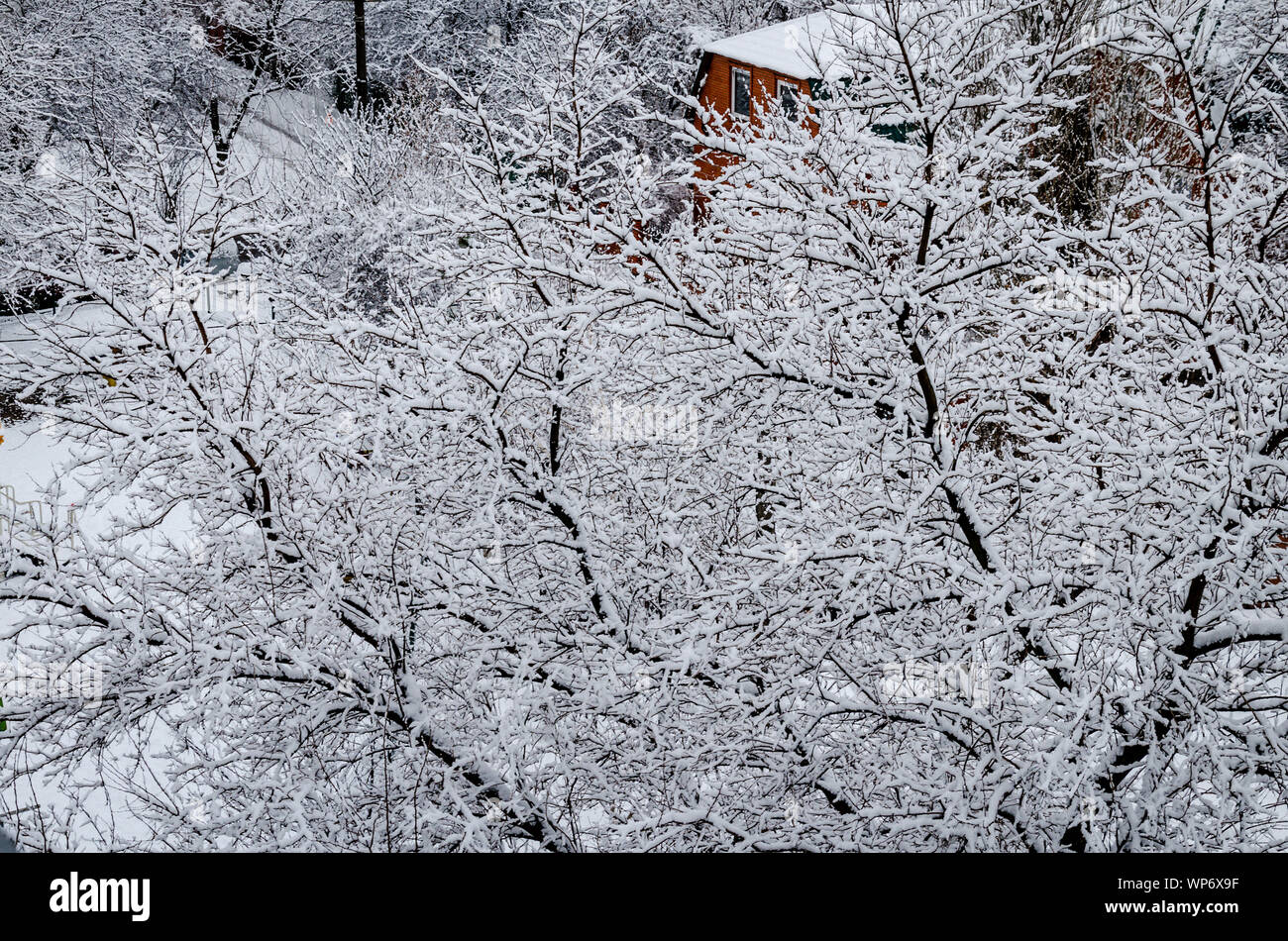 snow-white trees in the park on a winter cloudy afternoon, a beautiful ...