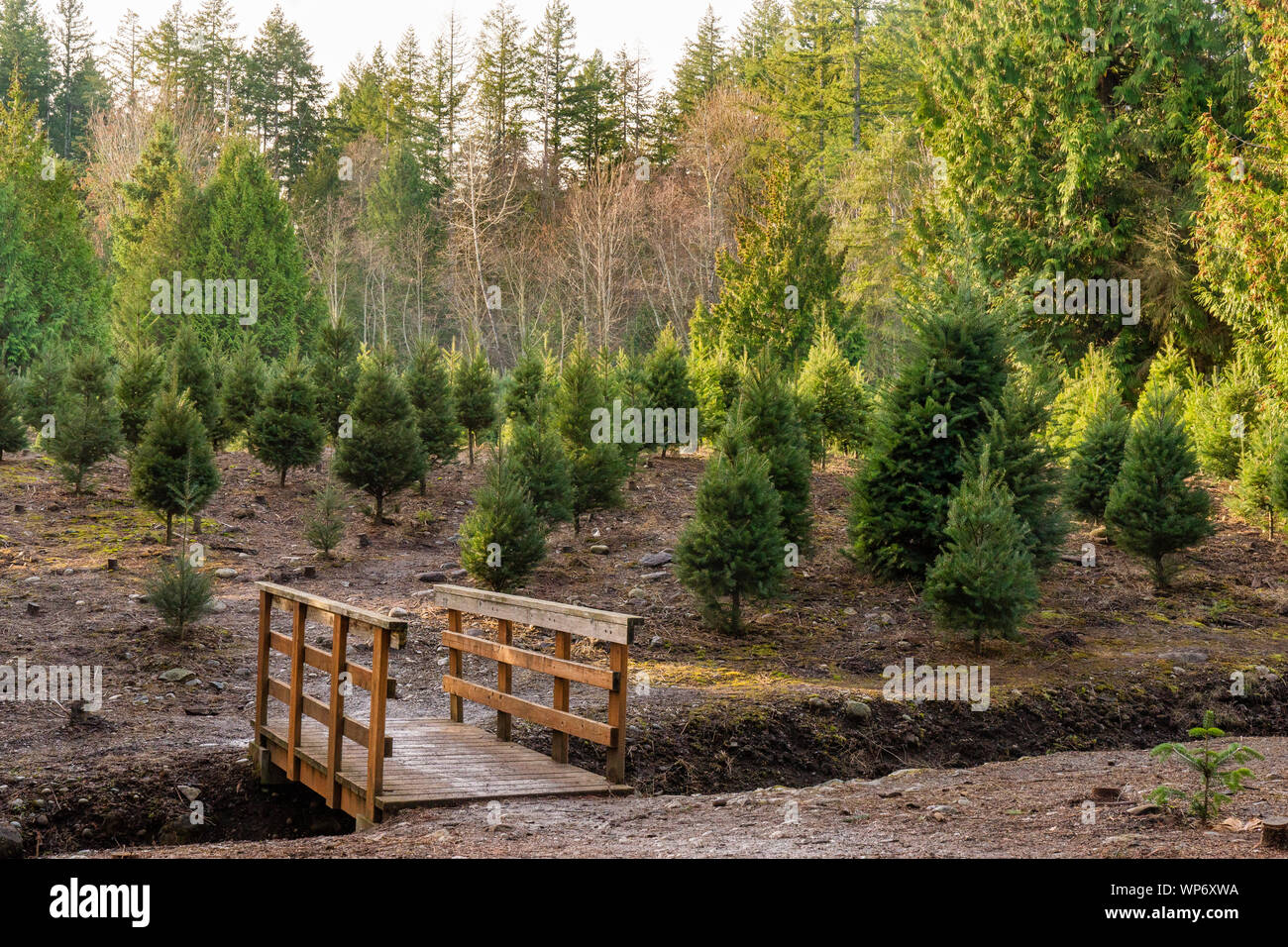 Trees growing in rows hi-res stock photography and images - Alamy