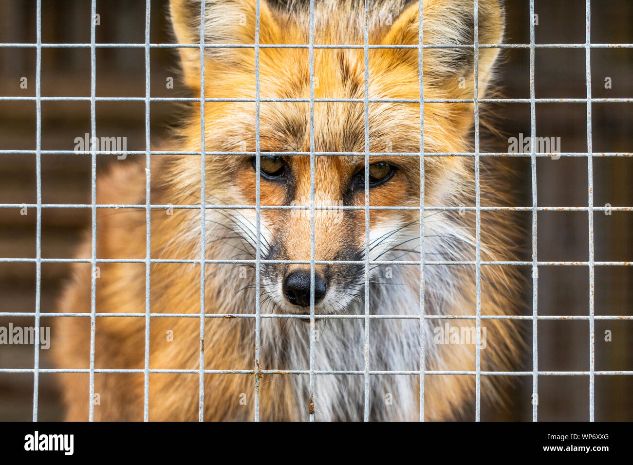 Animal abuse. The young fox is locked in a cage in poor conditions and ...