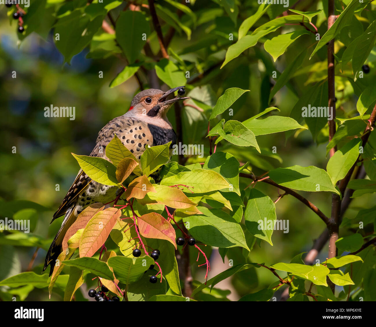 Yellow-shafted Northern Flicker Eating Chokecherries Stock Photo - Alamy