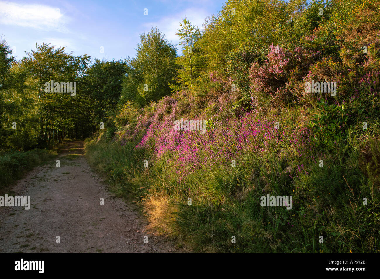 Thick heathers, path, wood and blue sky. English rural summer landscape ...