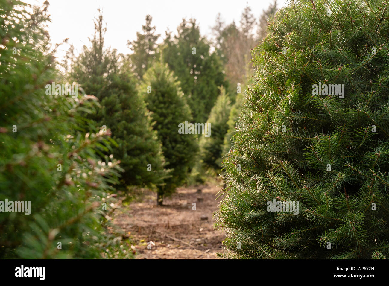 Waiting trees hi-res stock photography and images - Alamy